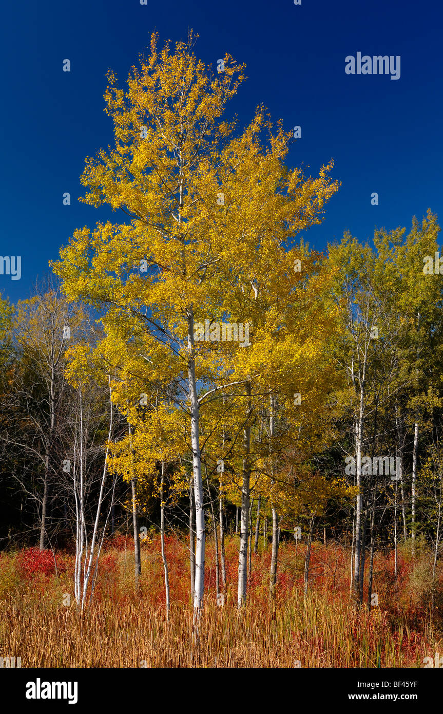 Yellow Aspen tree against a blue sky in Autumn in Oak Ridges Moraine ...