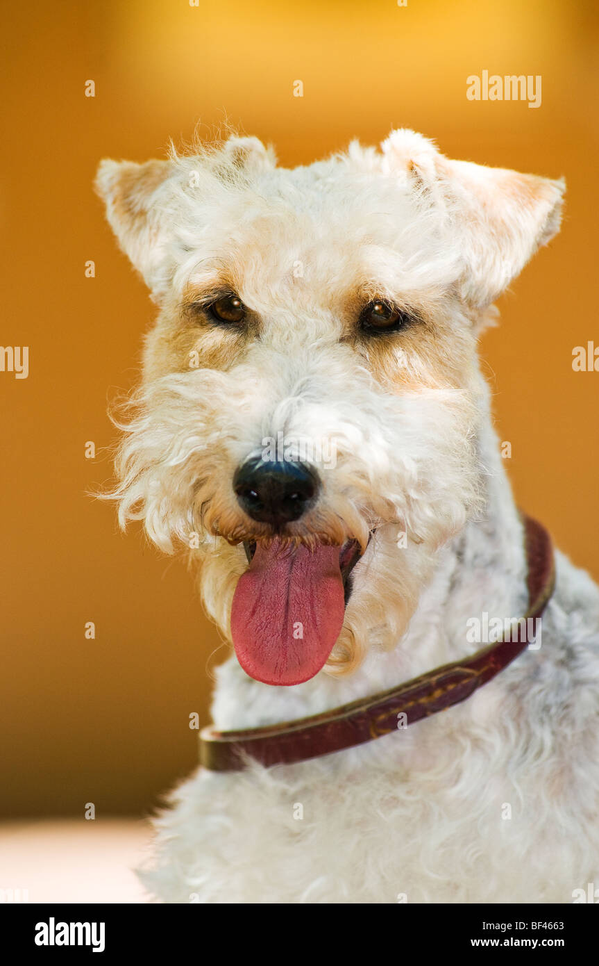 Portrait of wirehaired fox terrier Stock Photo - Alamy