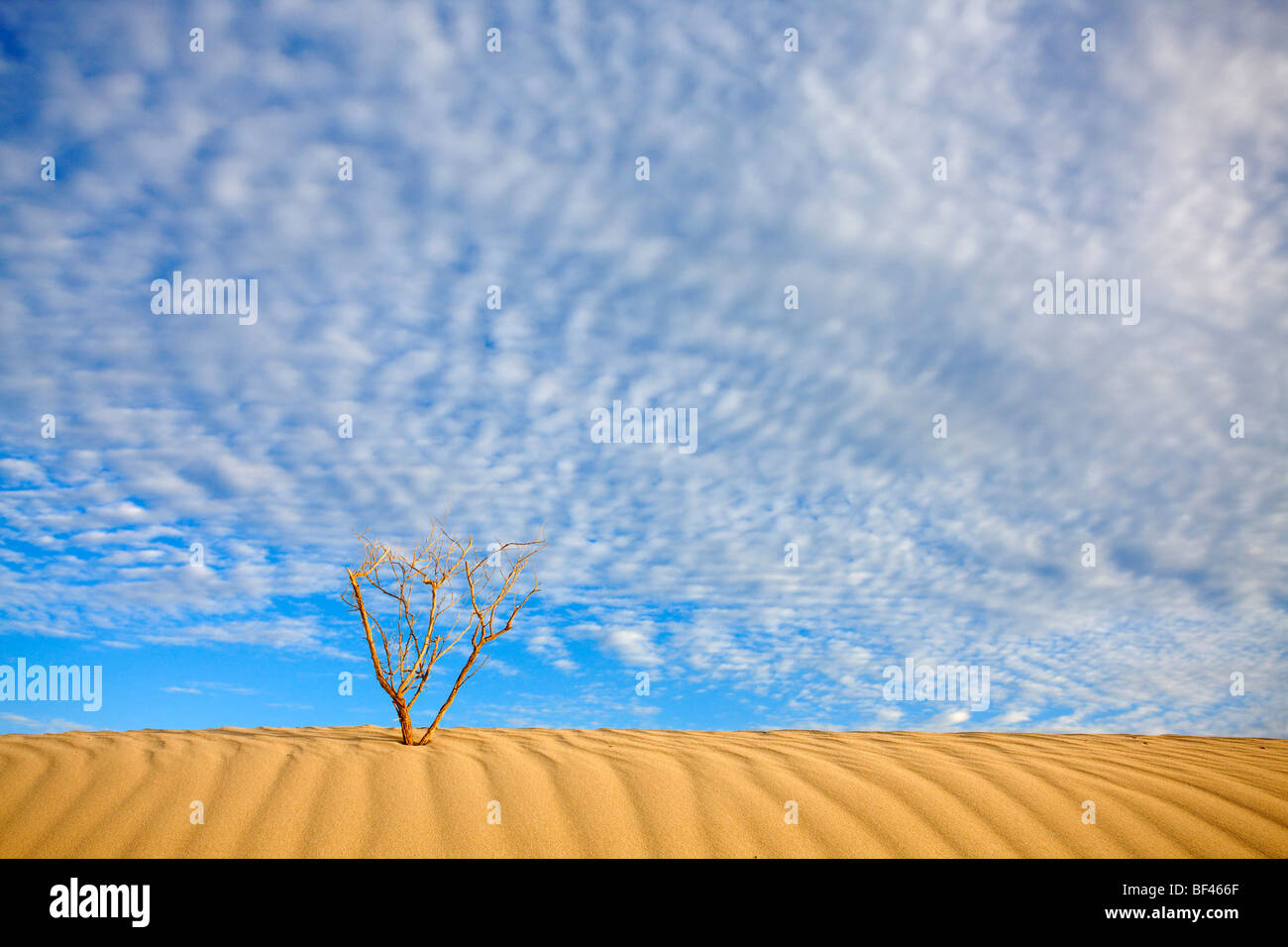A small bush growing from a sand dune Stock Photo - Alamy