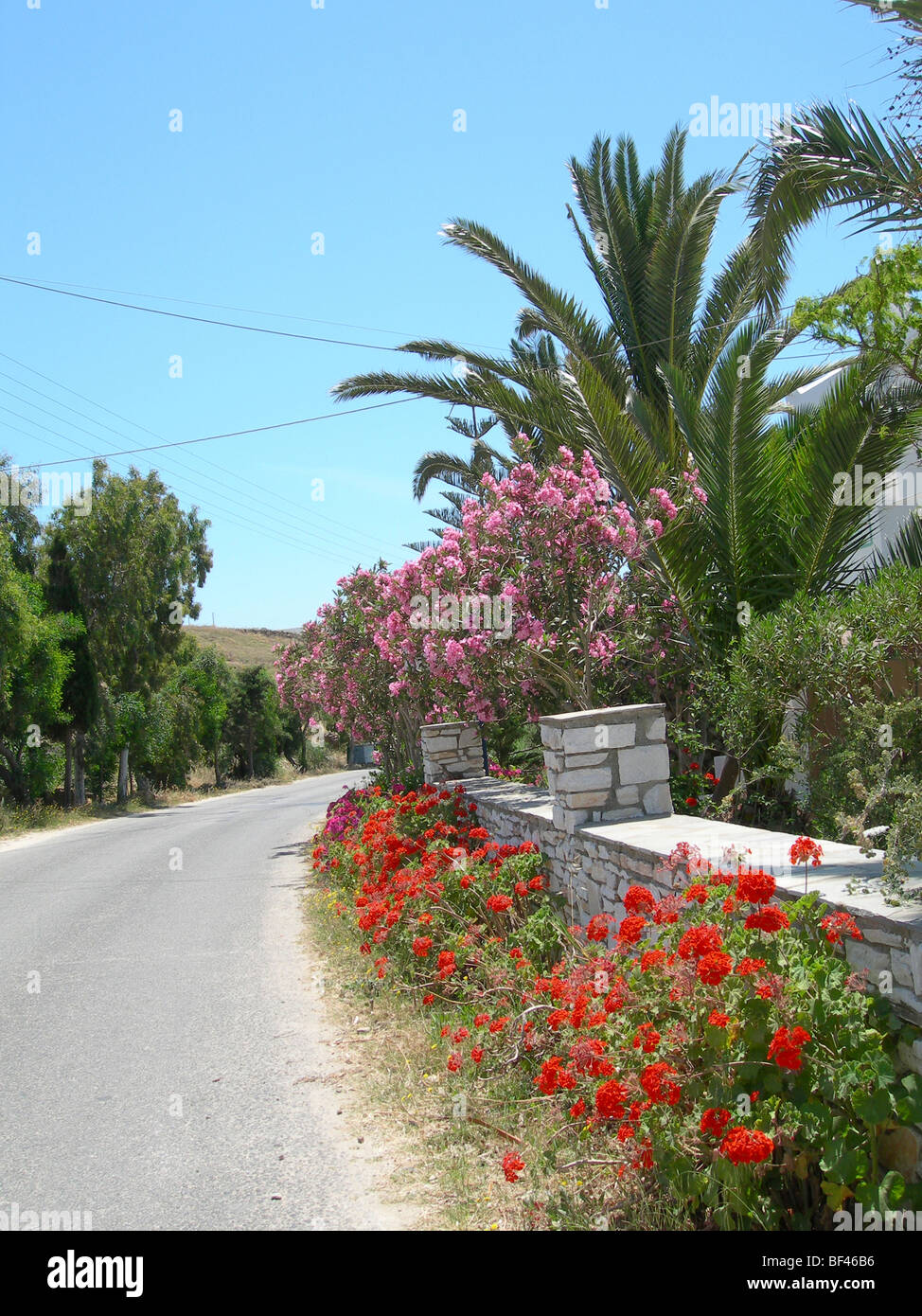 typical greek island cyclades street scene with stone wall and flowers ...