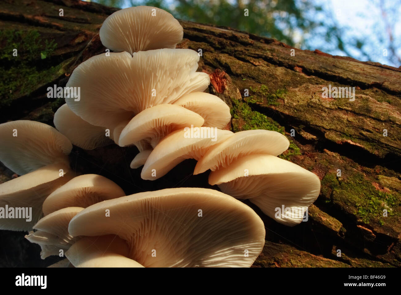 Oyster Mushrooms (Pleurotus ostreatus)growing on dead deciduous tree in Virginia Stock Photo - Alamy