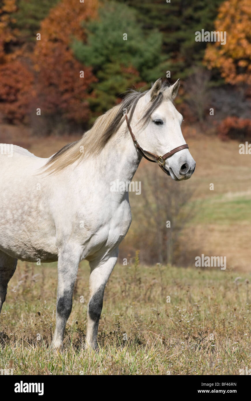 Paso fino horse hi-res stock photography and images - Alamy