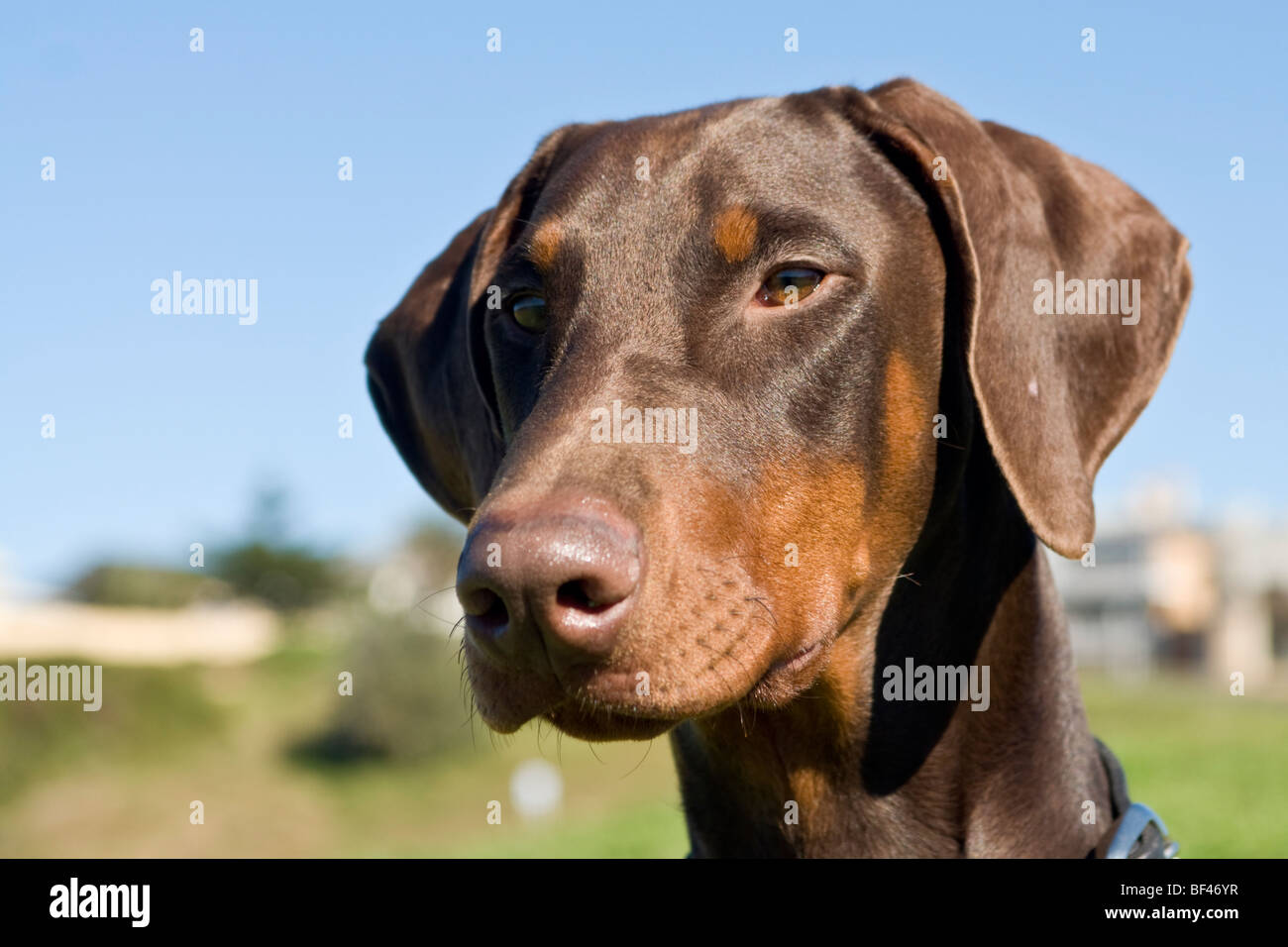 doberman pinscher head from front Stock Photo - Alamy