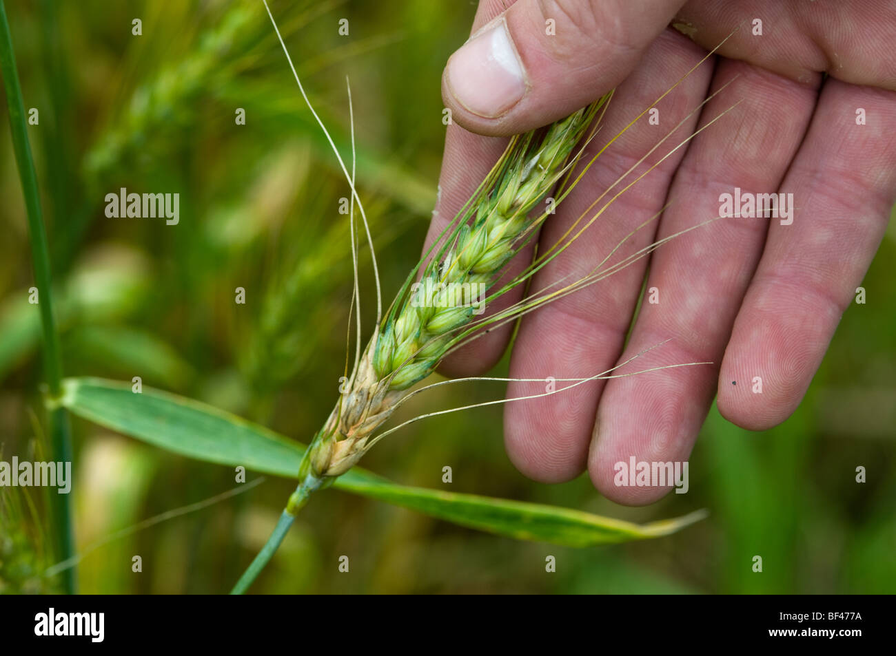 Wheat and small grains Stock Photo - Alamy
