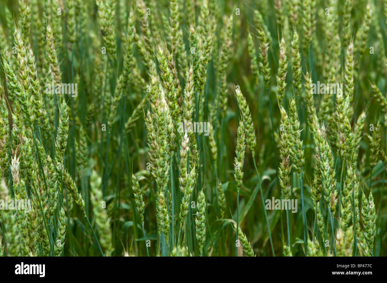 Wheat and small grains Stock Photo - Alamy