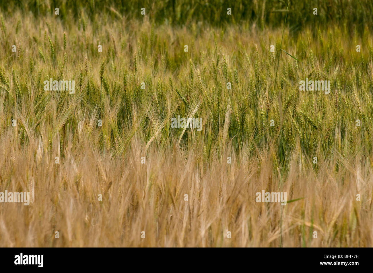 Wheat and small grains Stock Photo - Alamy