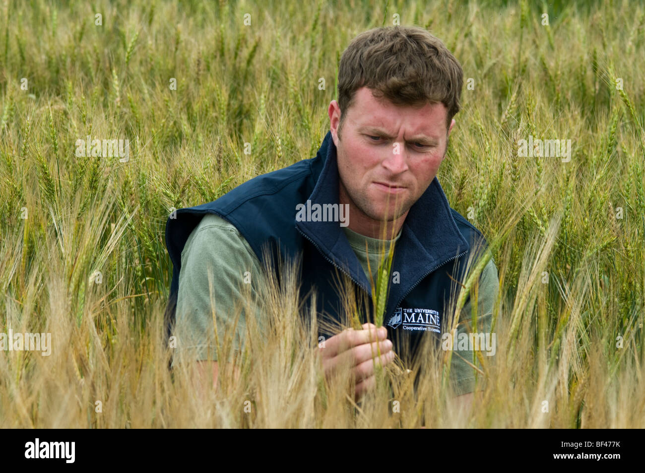 Wheat and small grains Stock Photo - Alamy
