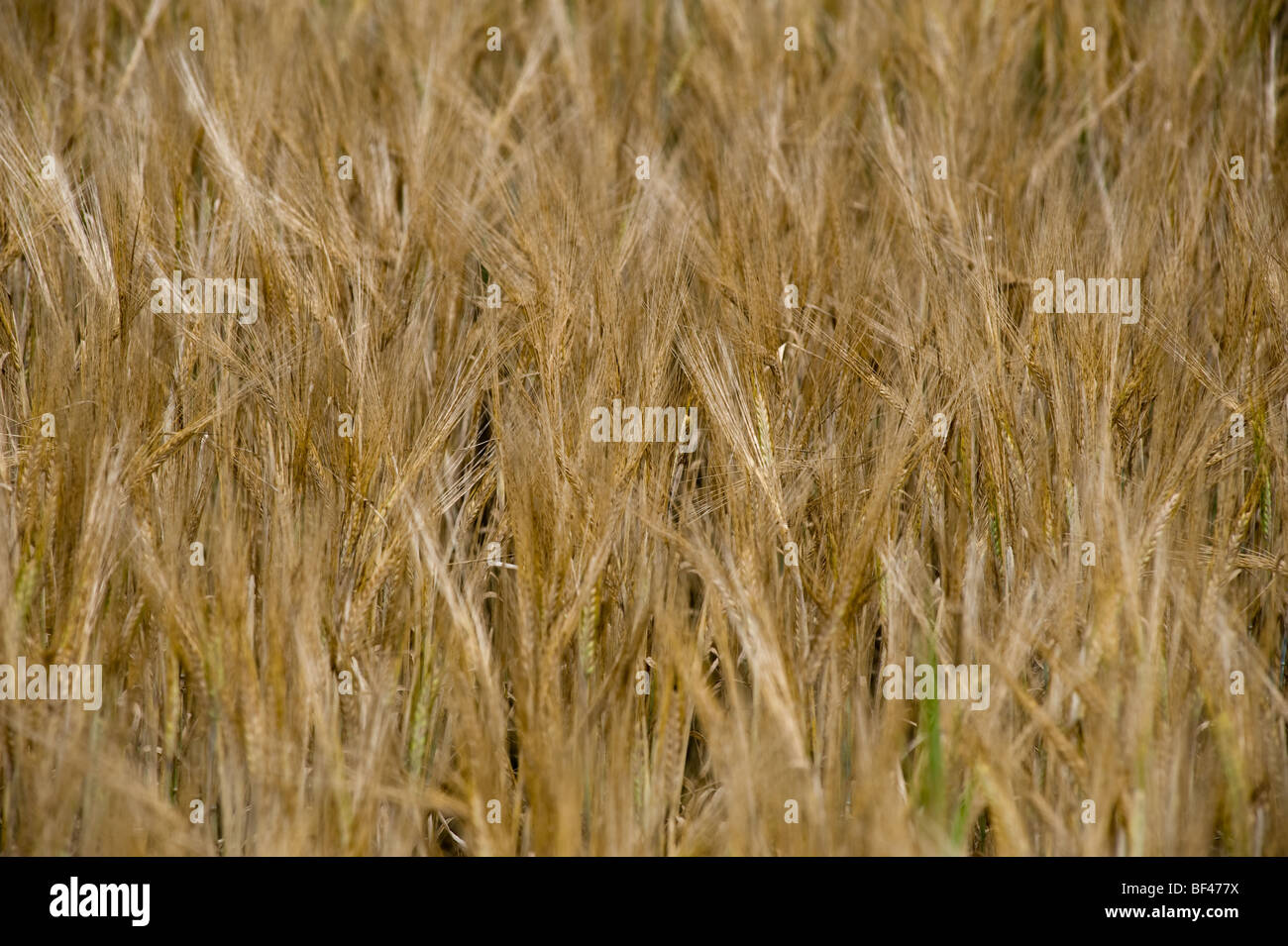 Wheat plots hi-res stock photography and images - Alamy