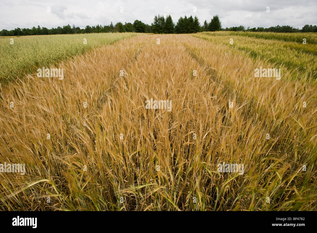 Wheat and small grains Stock Photo - Alamy