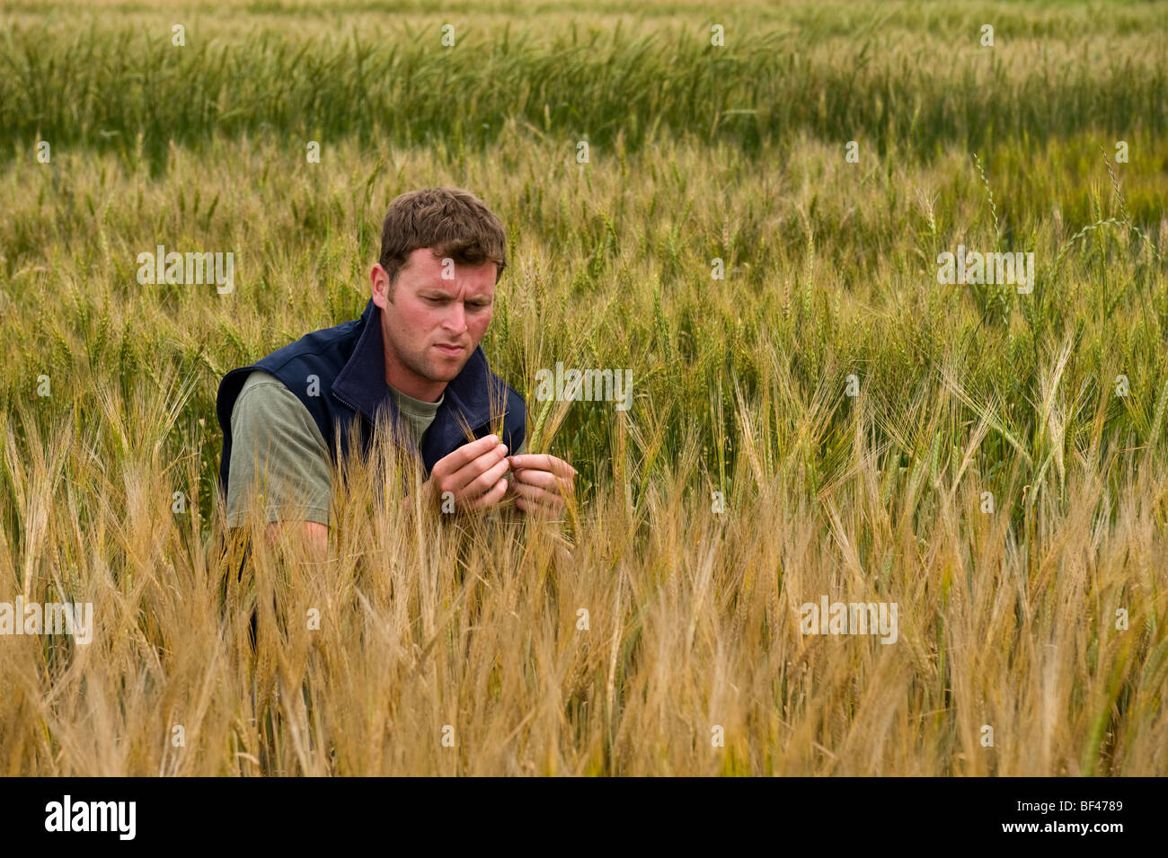 Wheat and small grains Stock Photo - Alamy