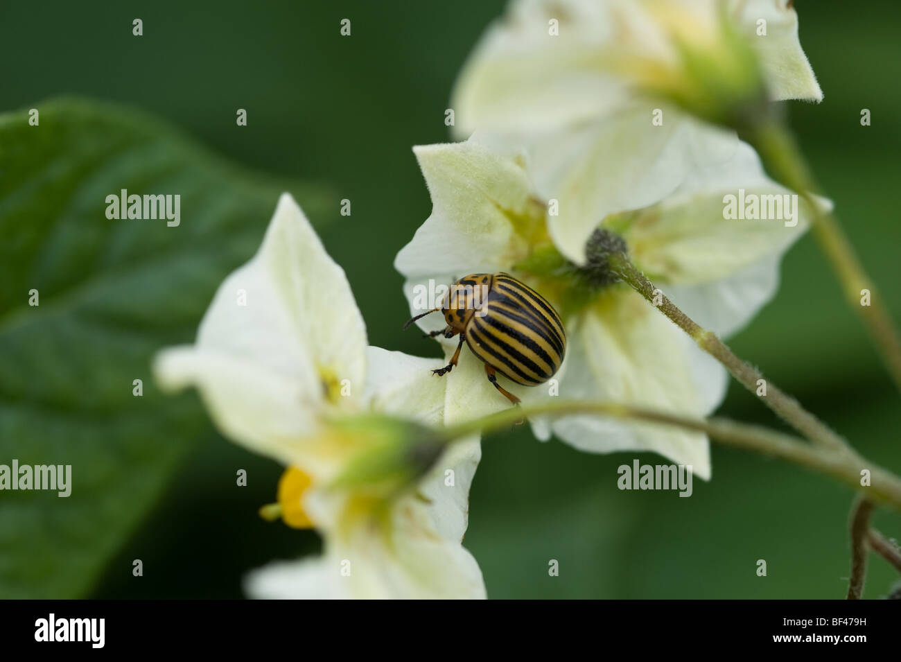 Colorado Potato beetle Stock Photo - Alamy