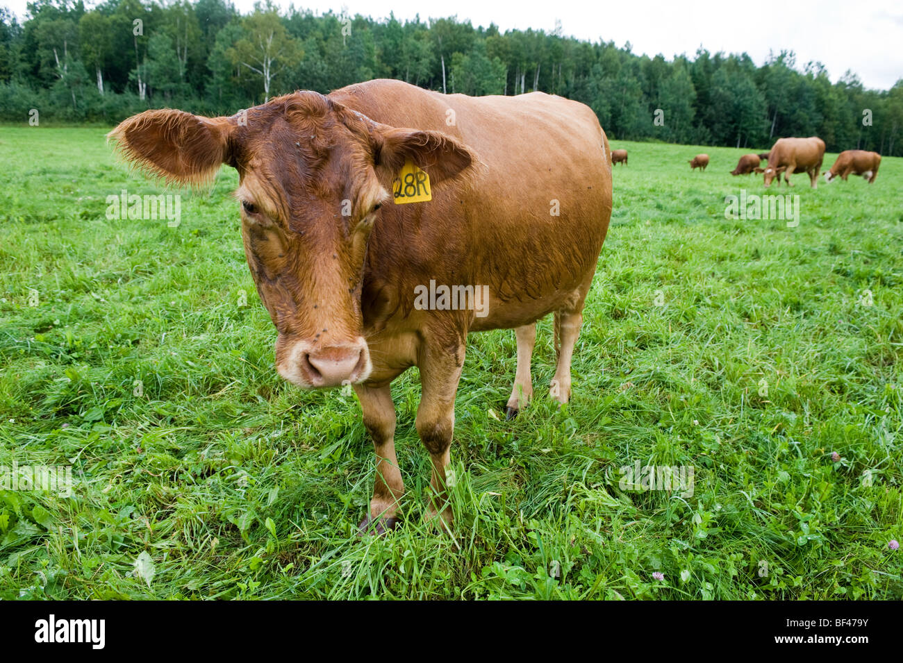red angus cows on pasture. Fort Kent ME Stock Photo - Alamy