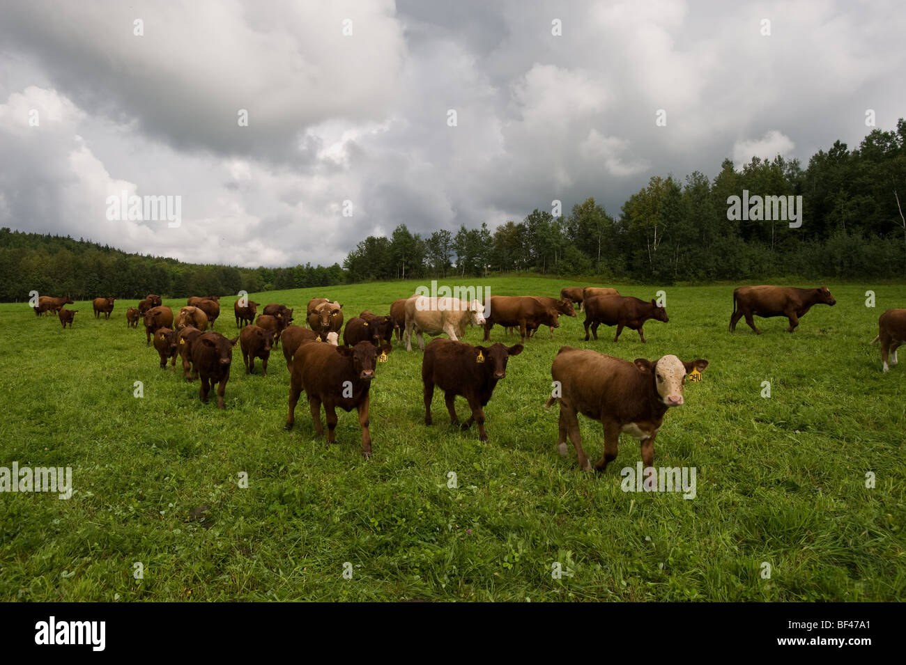 red angus cows on pasture. Fort Kent ME Stock Photo - Alamy