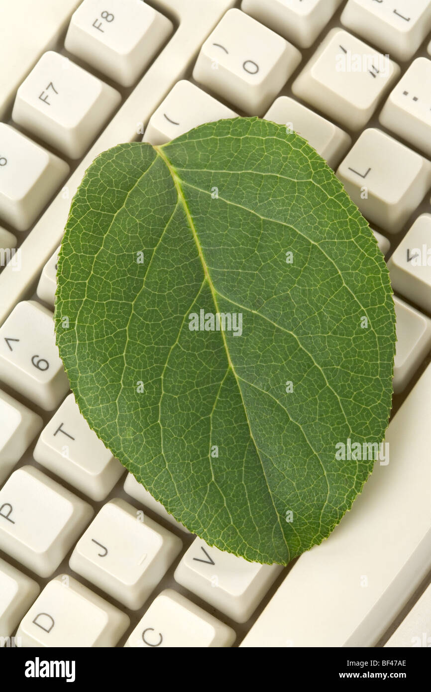 Computer Keyboard and Green leaf, concept of Environmental Conservation ...