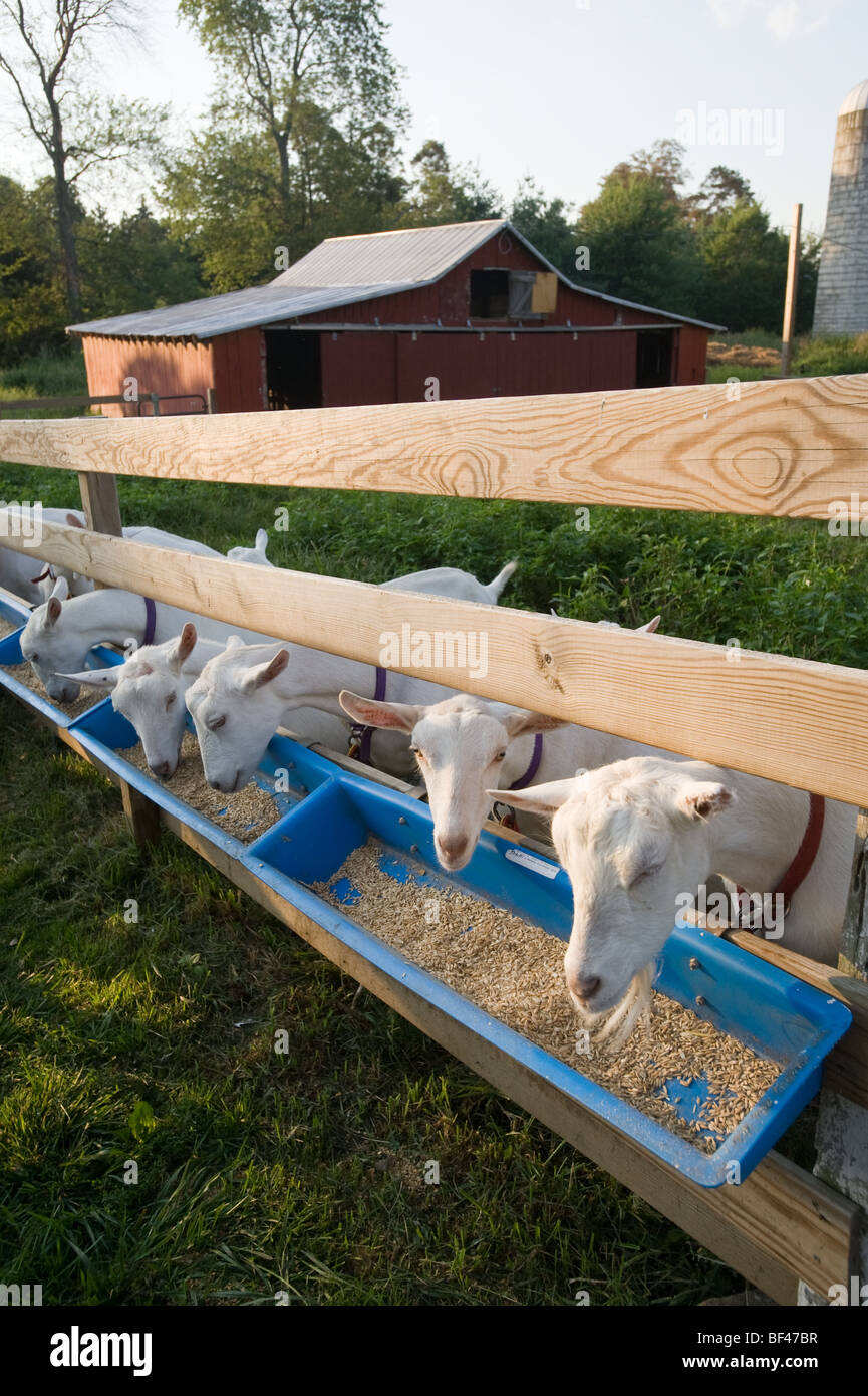 Goat farm hi-res stock photography and images - Alamy