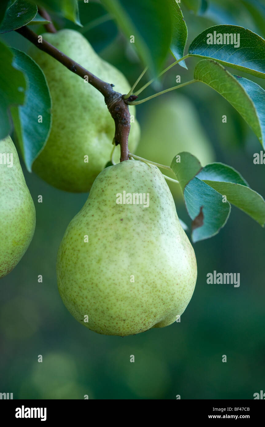 pear - Organic Farm Stock Photo - Alamy