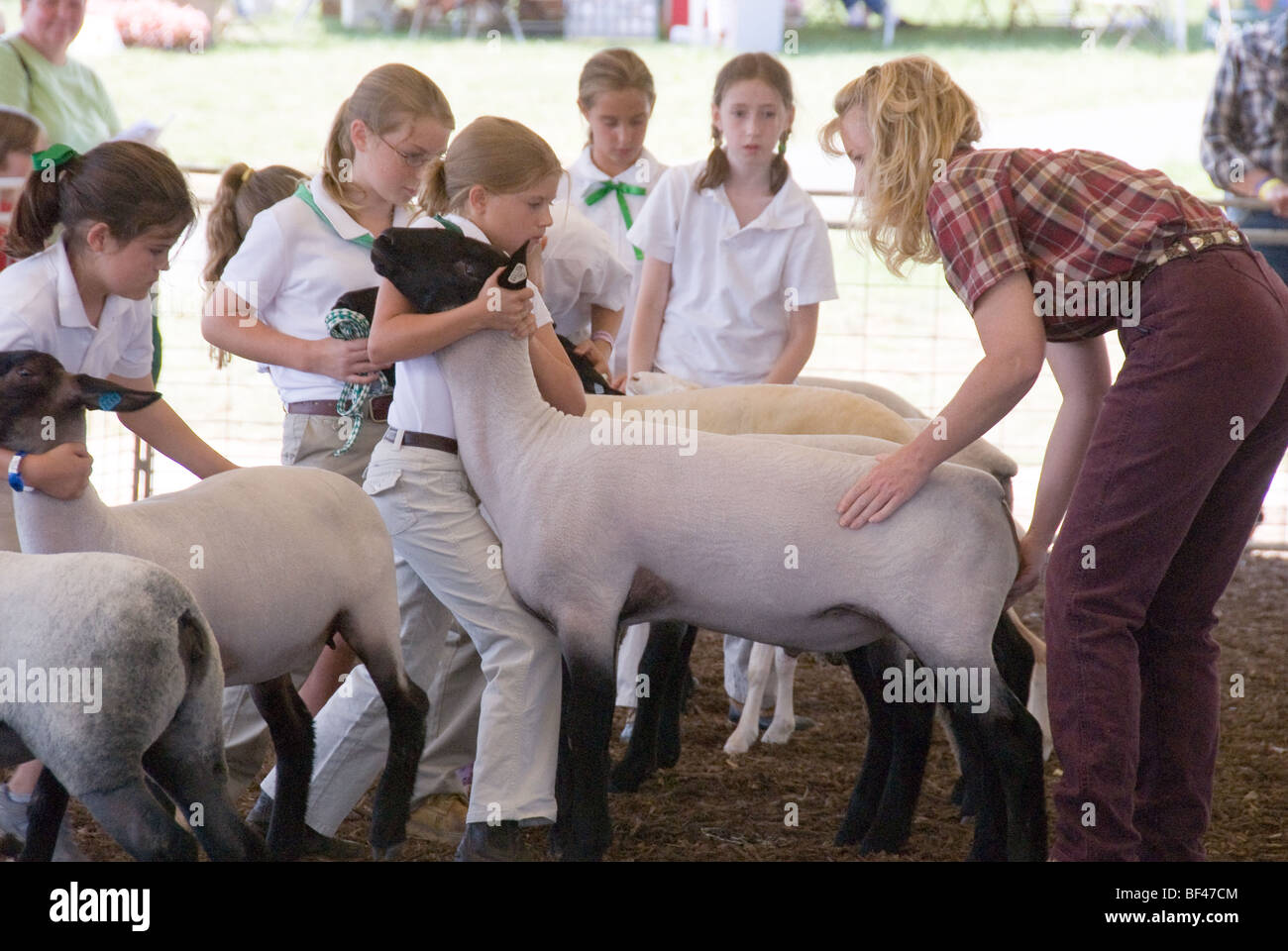 Market lamb contest with judge , Harford County 4-H Fair Stock Photo ...
