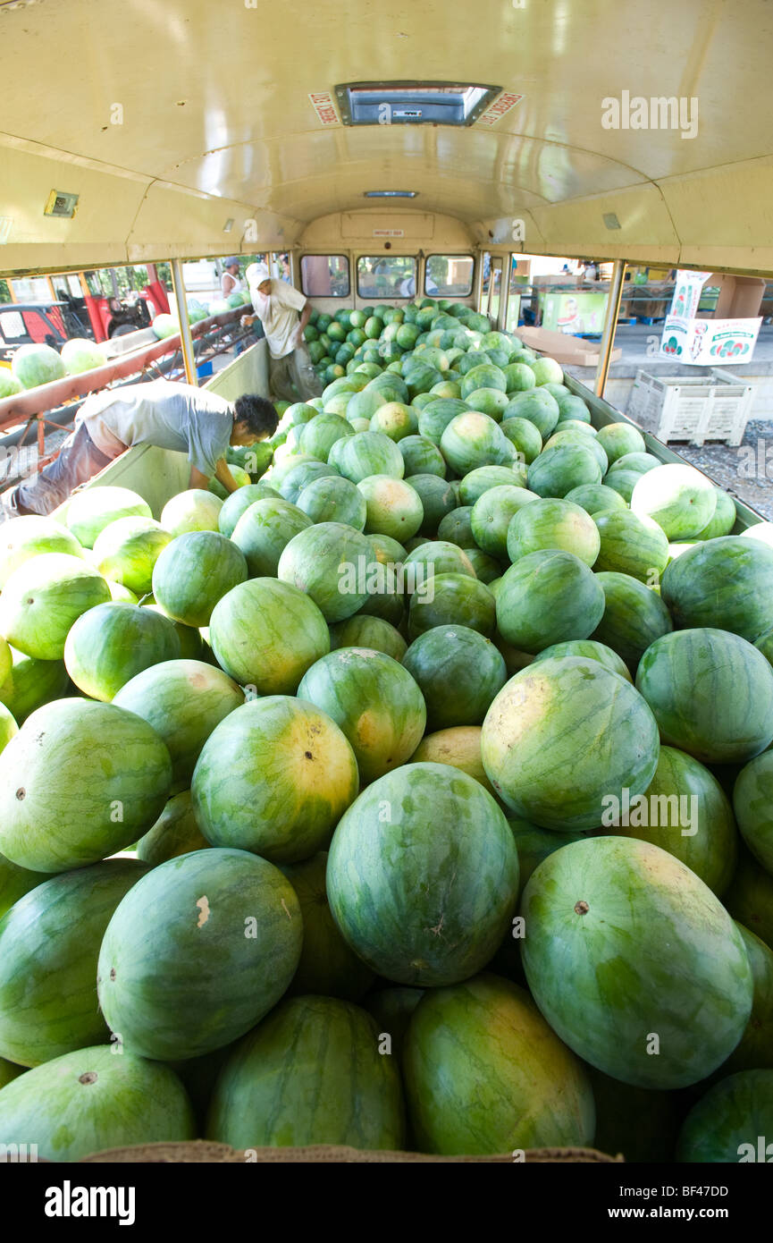 unloading watermelons from converted school bus Stock Photo - Alamy