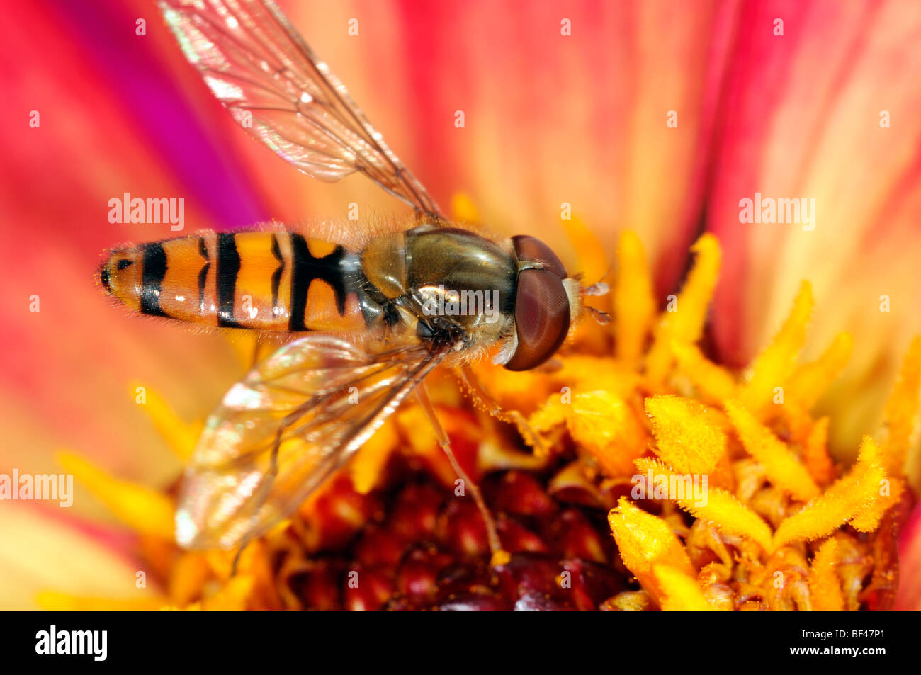 hoverfly feeding feed drink drinking nectar pollen pollinating ...