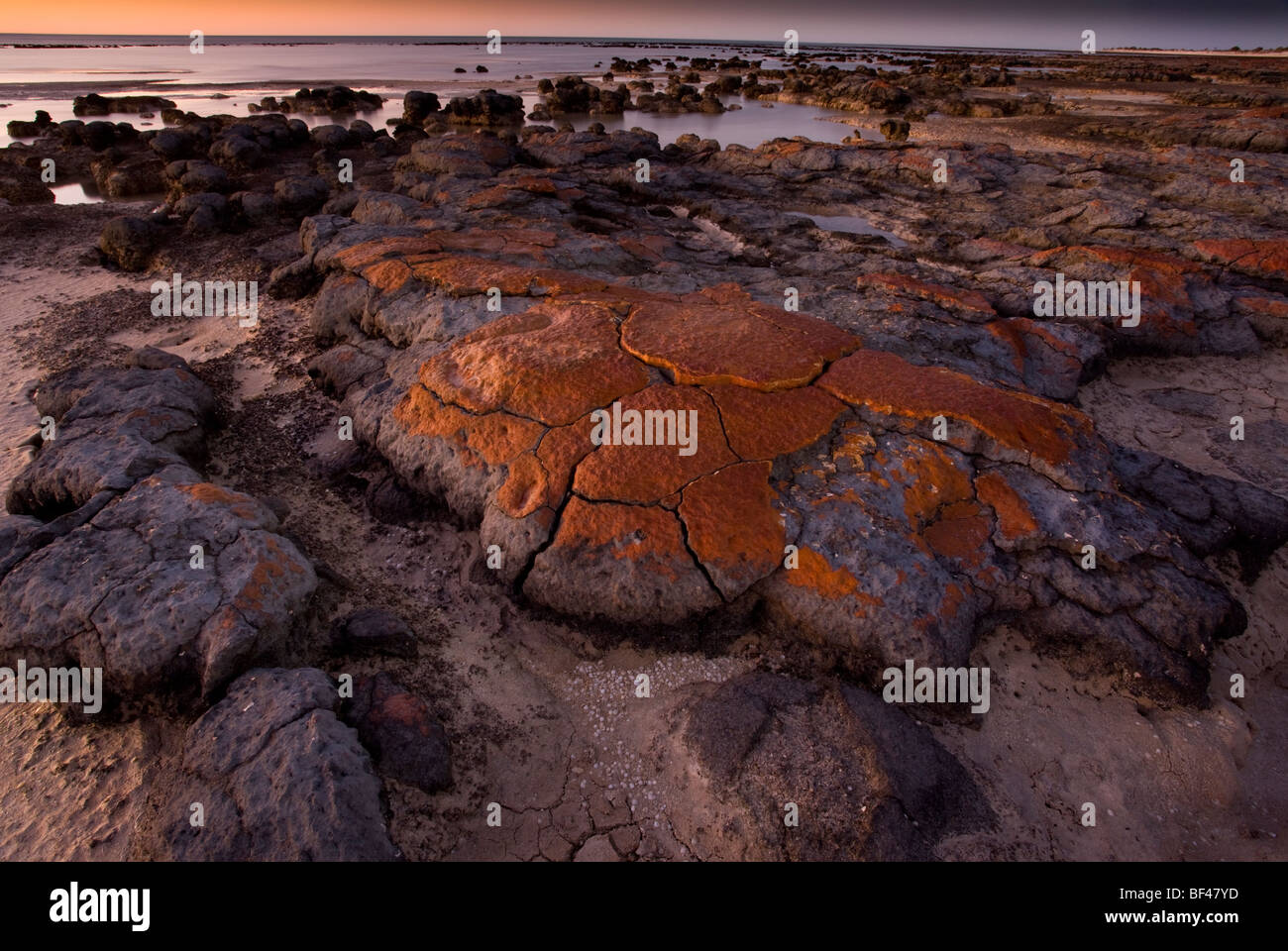 Stromatolites at Hamelin Pool, Shark Bay, western Australia. Primitive ...
