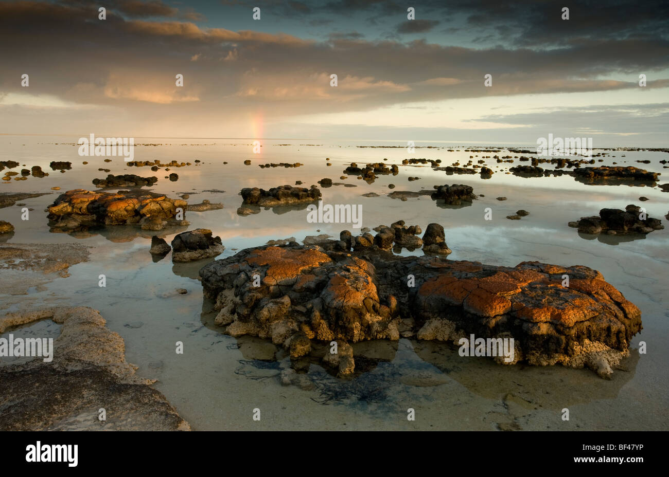 Stromatolites at Hamelin Pool, Shark Bay, western Australia. Primitive ...