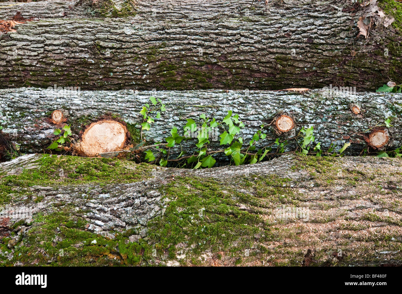 Stacked Pedunculate Oak (Quercus robur) tree trunks - sud Touraine ...