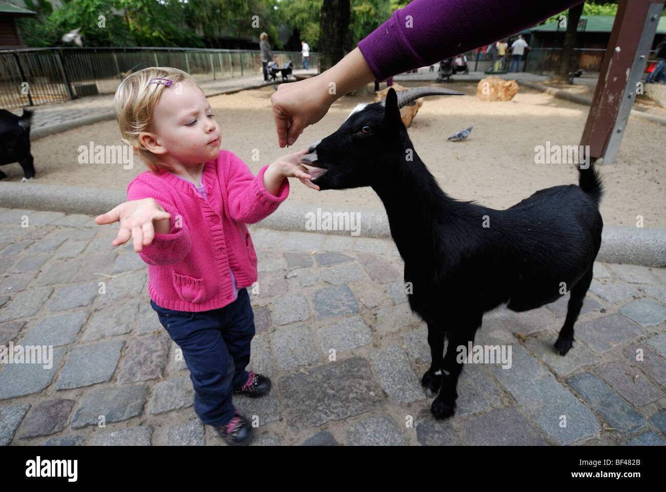 Berlin. Germany. Young child feeding a baby goat at Berlin Zoo Stock ...