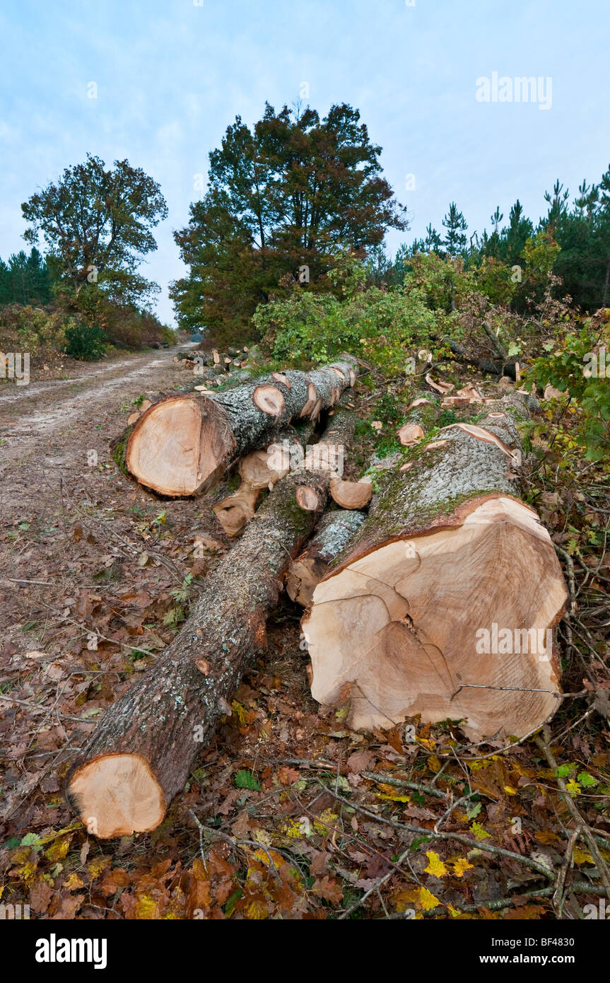 Felled oak hi-res stock photography and images - Alamy
