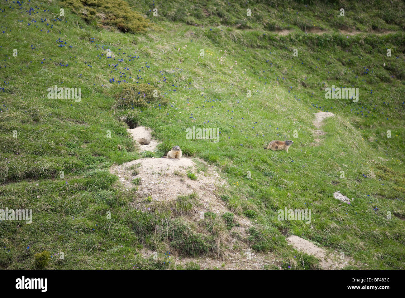 Marmot Burrow High Resolution Stock Photography and Images - Alamy