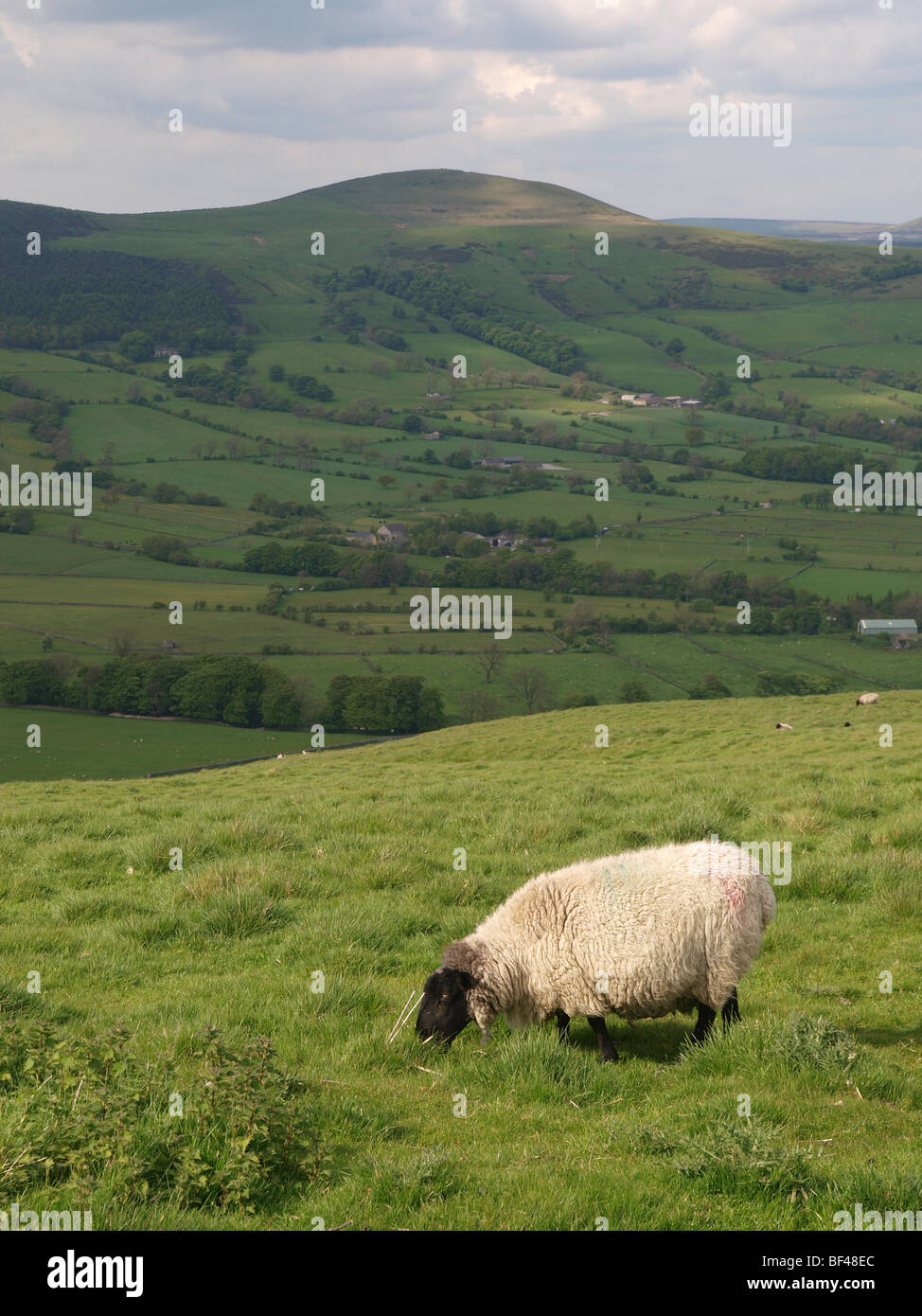Farm animal peak district hi-res stock photography and images - Alamy