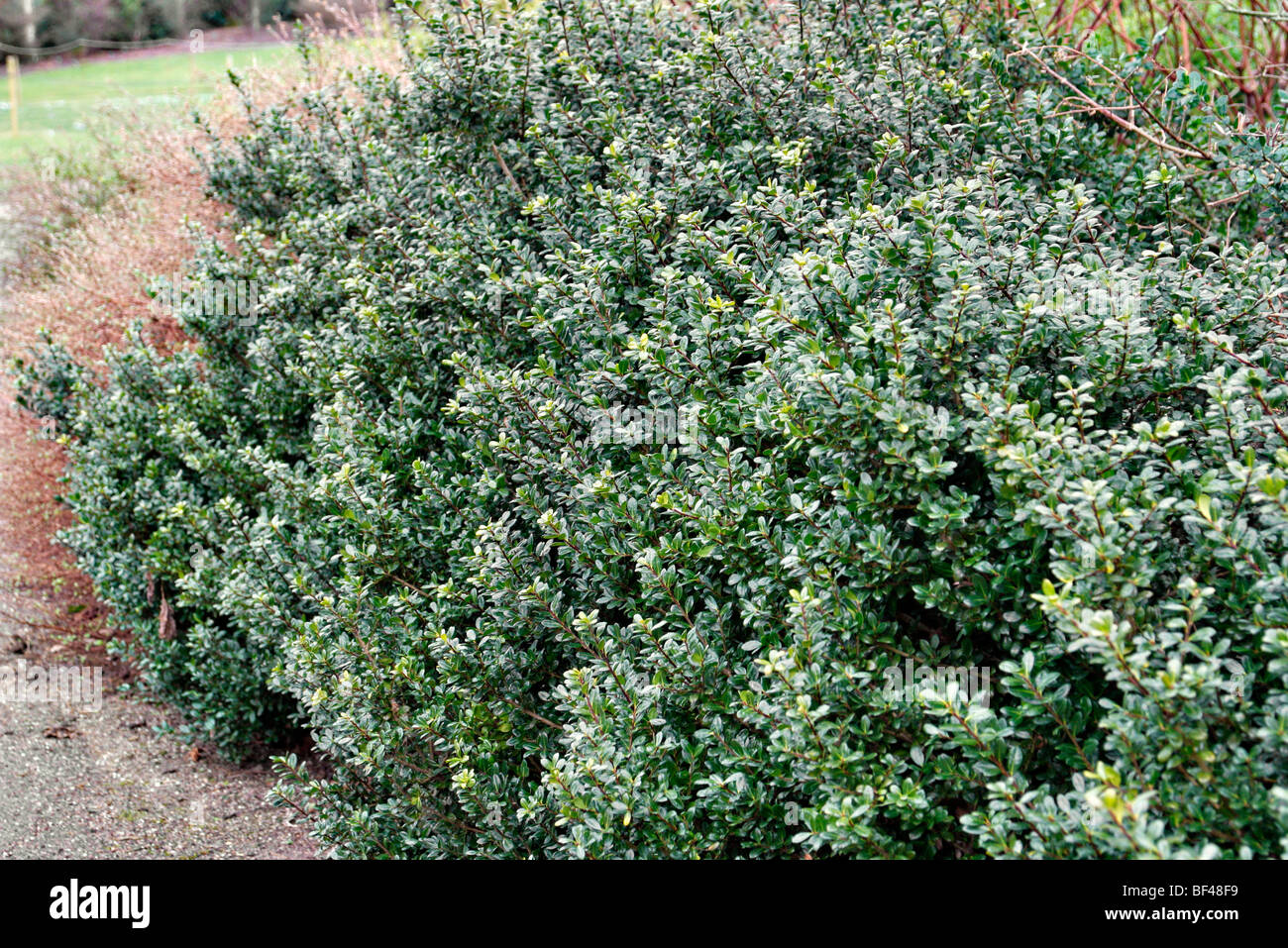 Ilex crenata hi-res stock photography and images - Alamy