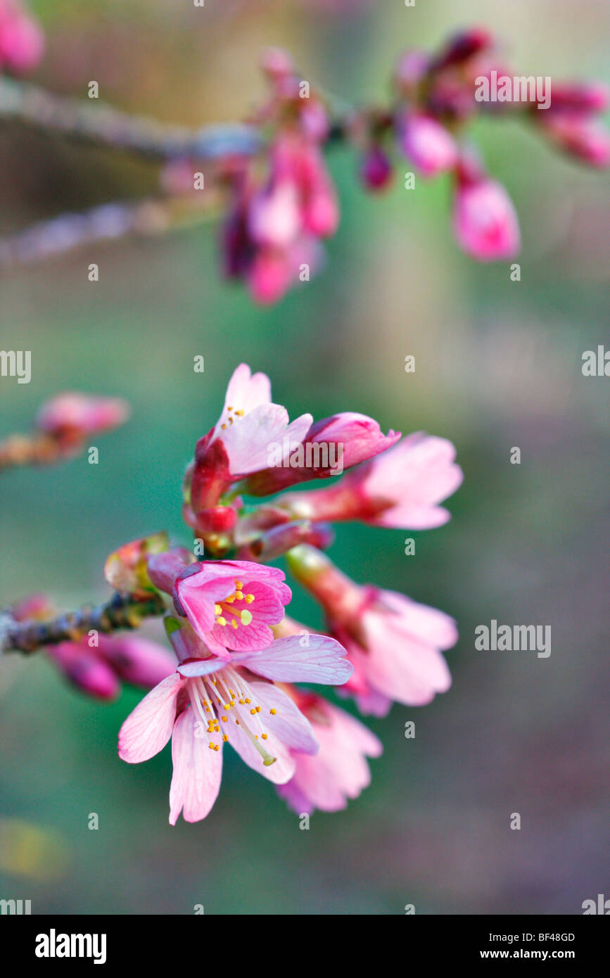 Okame cherry tree hi-res stock photography and images - Alamy