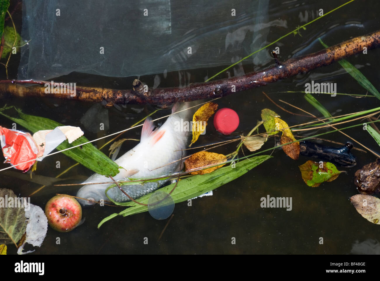 A dead fish floating amongst debris and litter Stock Photo - Alamy