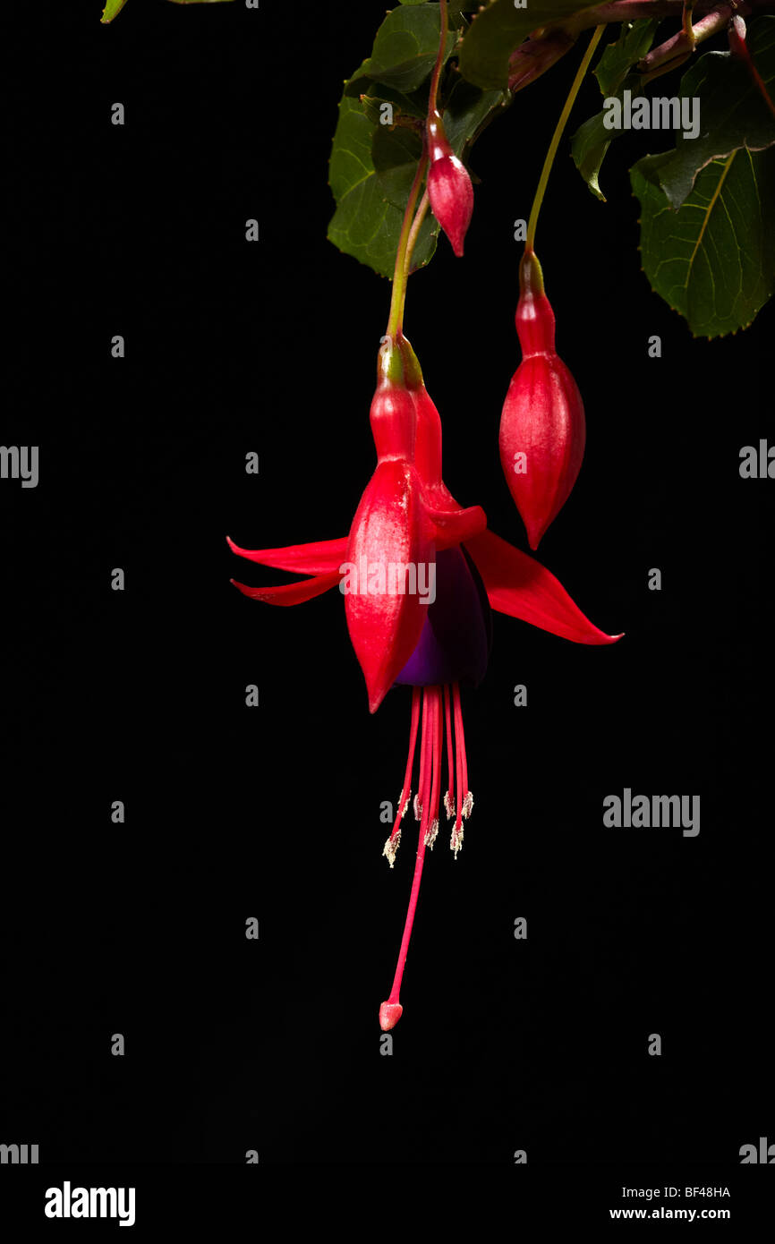 Fuschia hi-res stock photography and images - Alamy