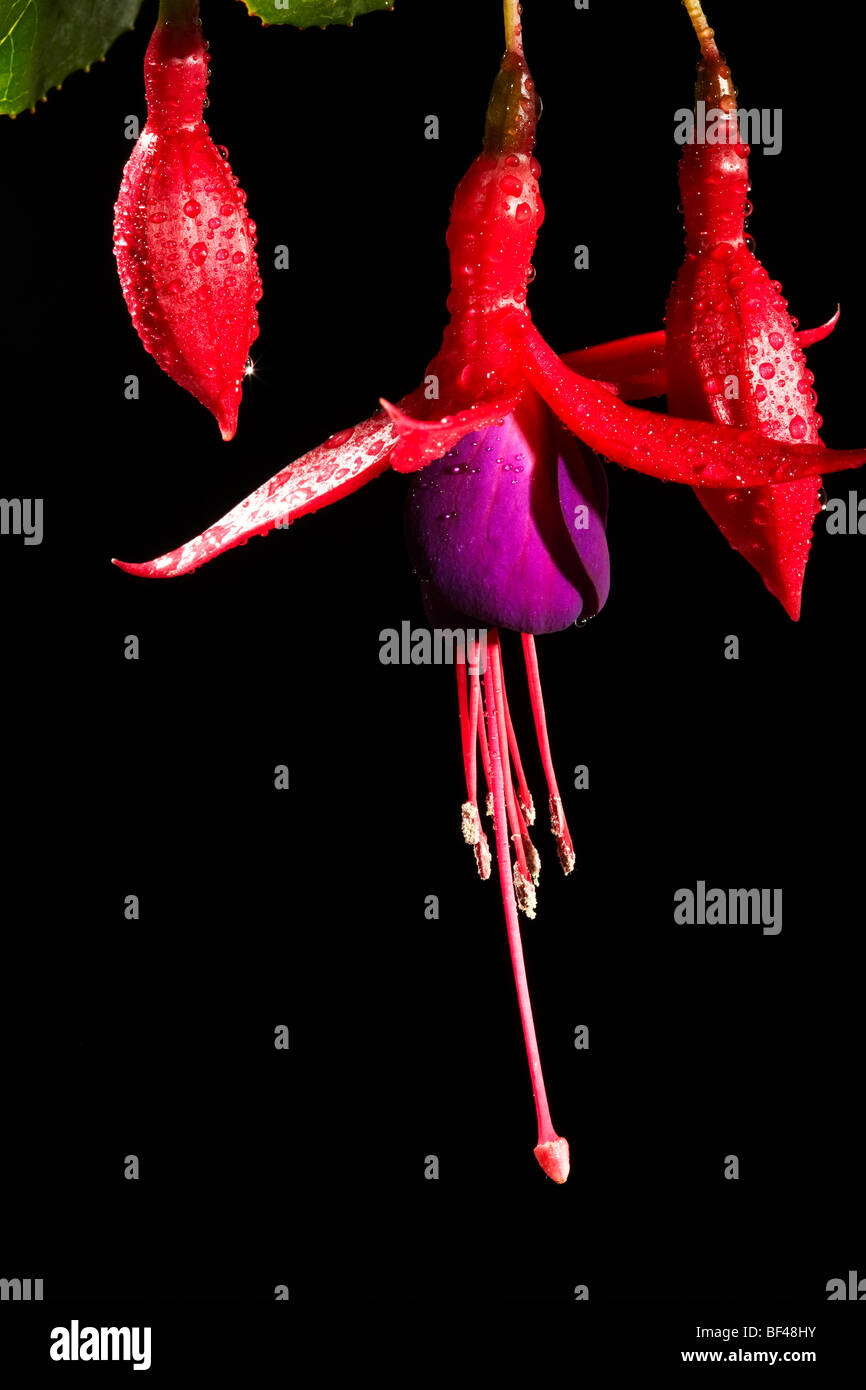 Fuschia hi-res stock photography and images - Alamy