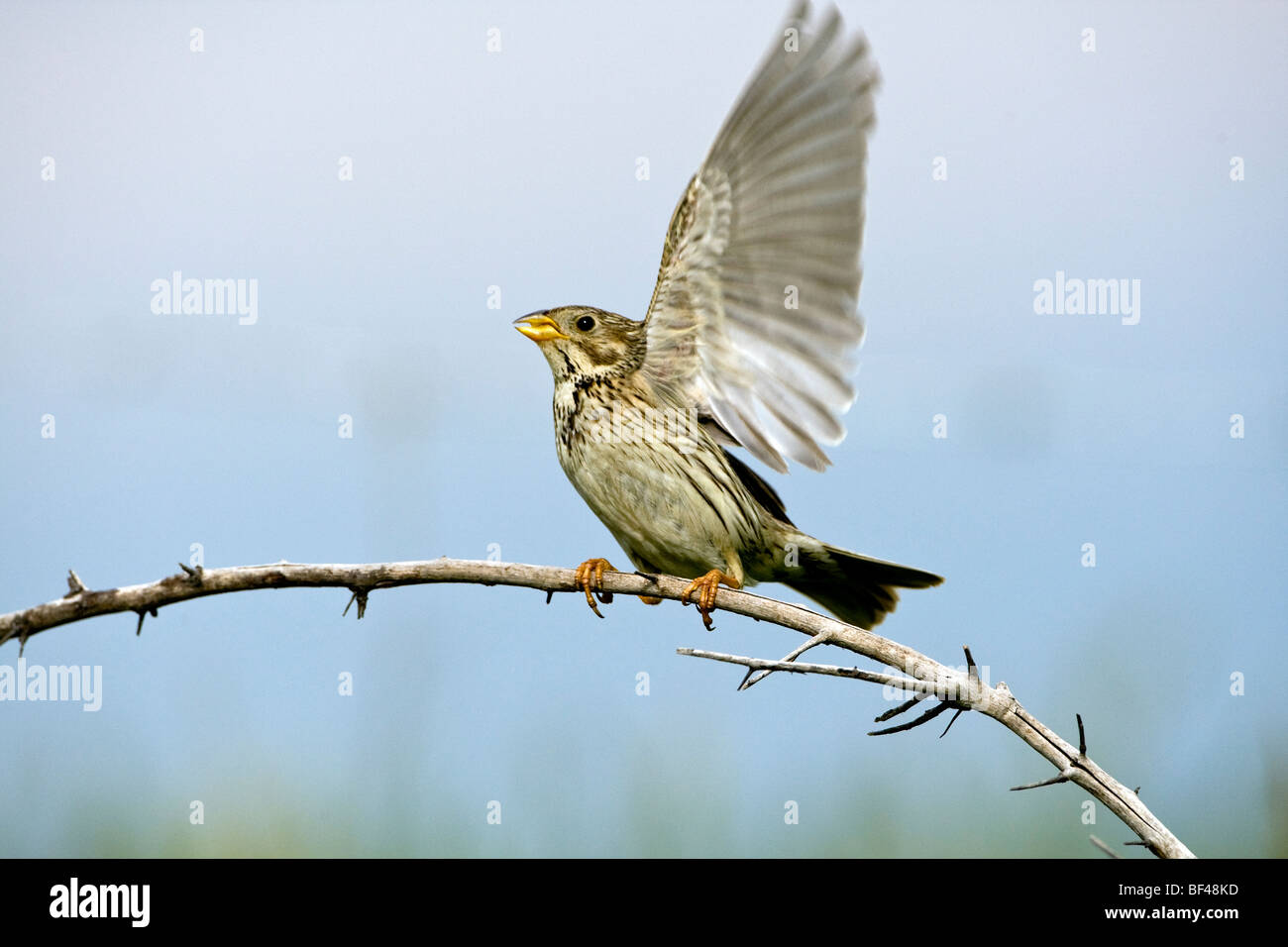 Corn Bunting (Miliaria calandra) preparing to fly off a branch Stock ...
