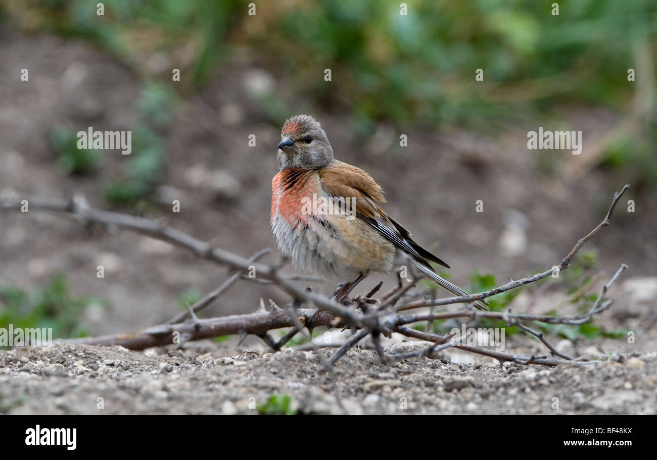 Common linnet hi-res stock photography and images - Alamy