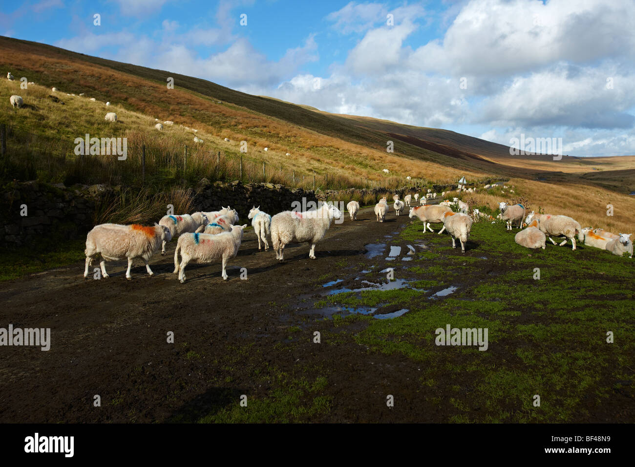 Flock of Sheep on the Brecon Beacons, Wales, UK Stock Photo - Alamy