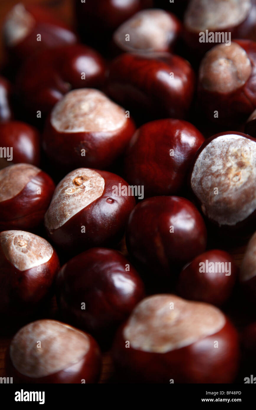 Conker hi-res stock photography and images - Alamy