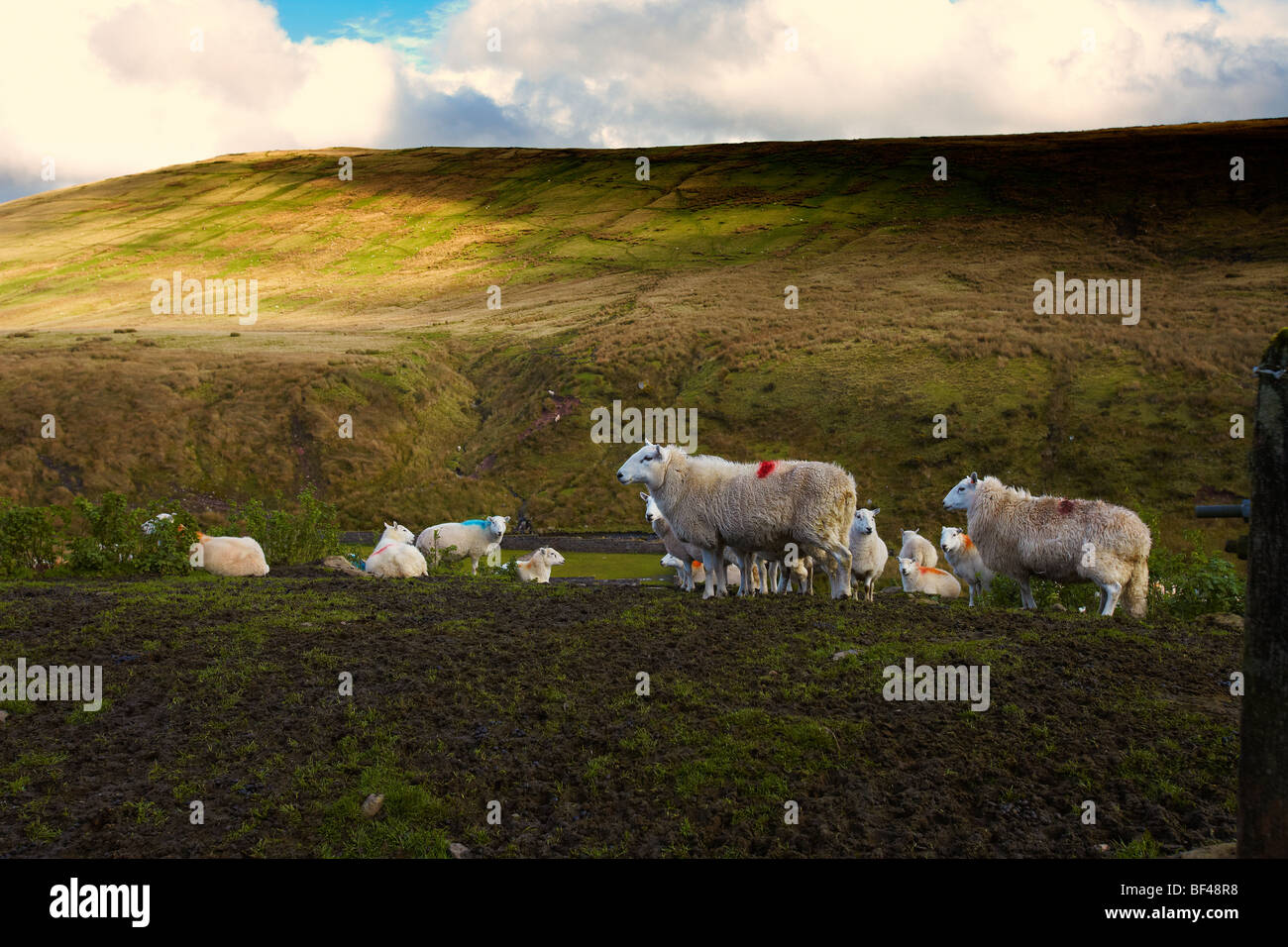 Flock of Sheep on the Brecon Beacons, Wales, UK Stock Photo - Alamy
