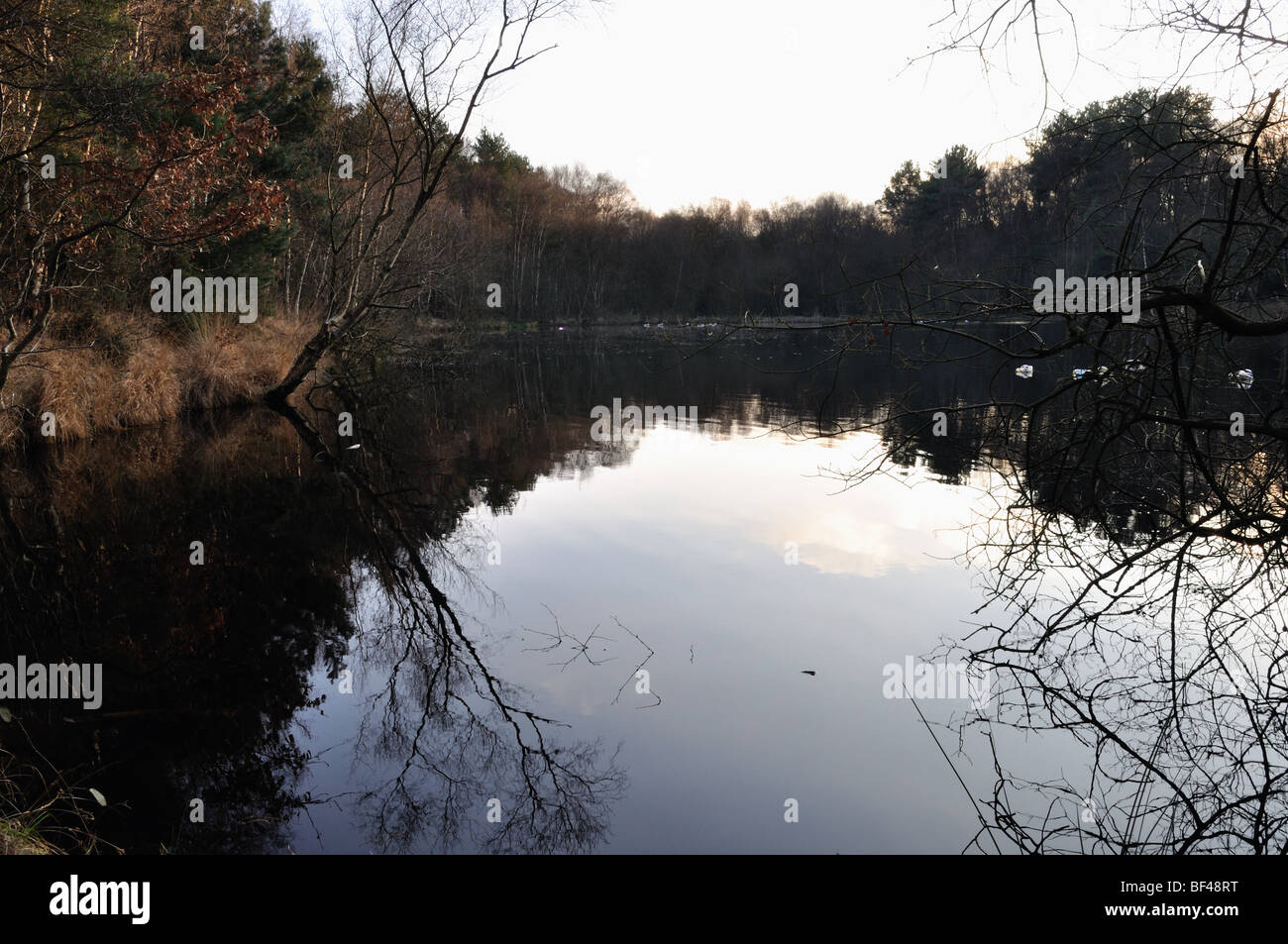 Reflections of trees in a lake Stock Photo - Alamy