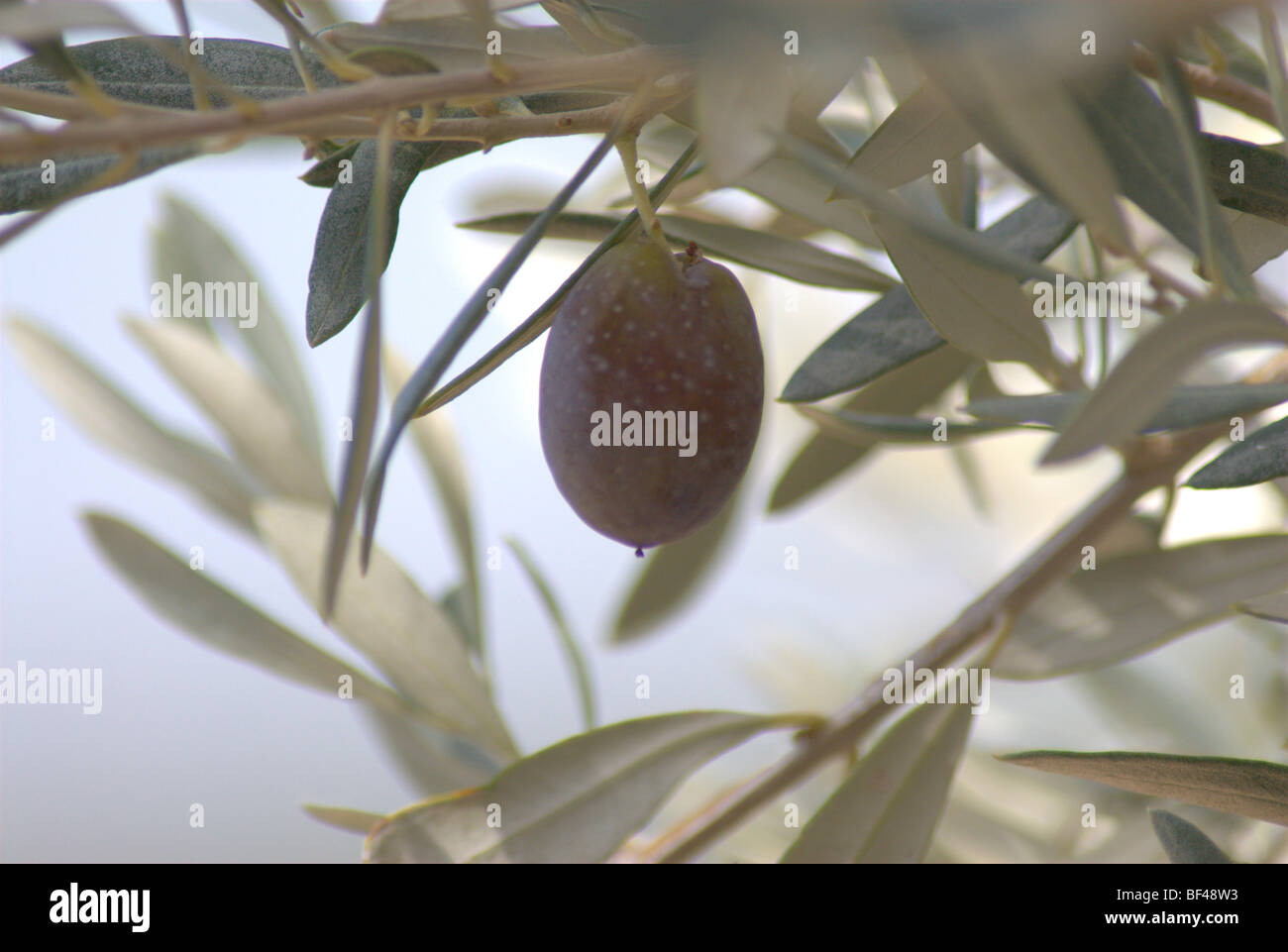 Squeeze olive oil hi-res stock photography and images - Alamy
