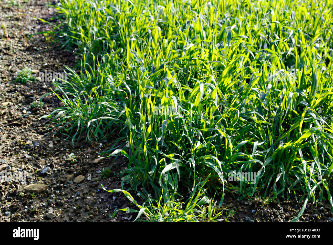 Manure garden hi-res stock photography and images - Alamy