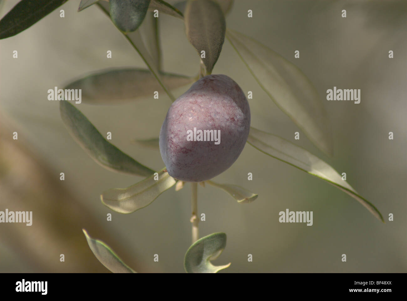 Squeeze olive oil hi-res stock photography and images - Alamy