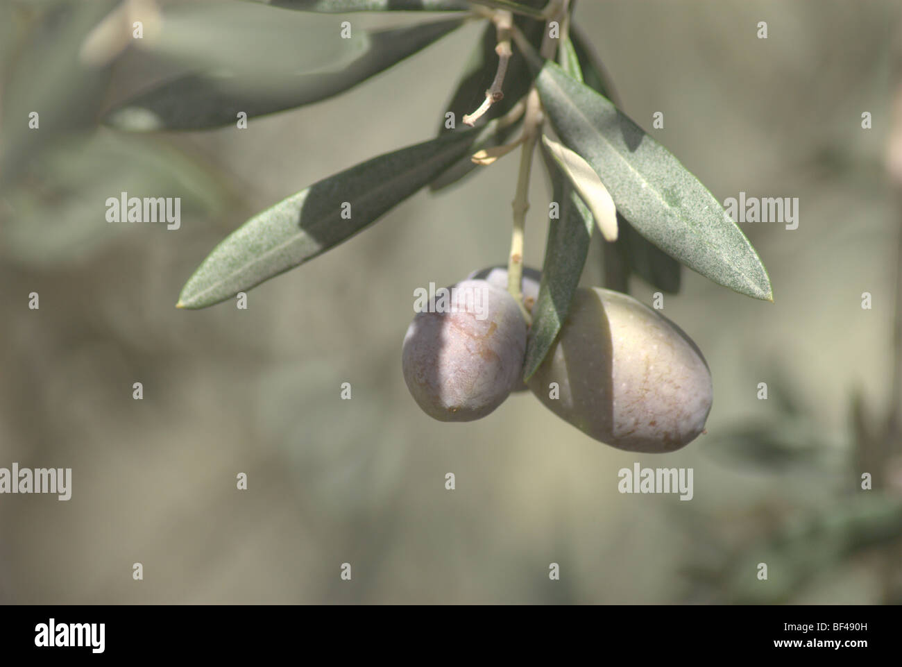 Squeeze olive oil hi-res stock photography and images - Alamy