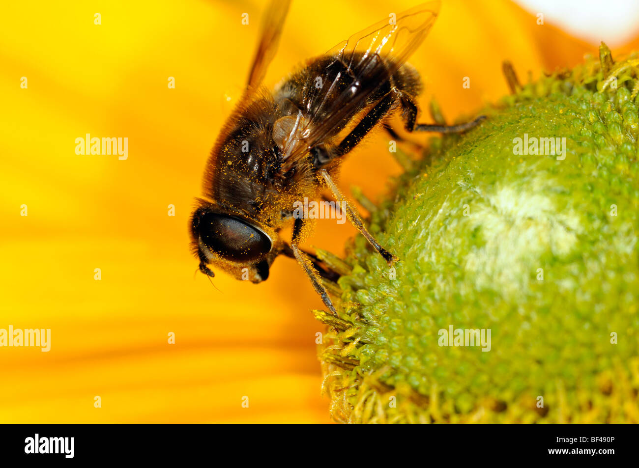 hoverfly feeding feed drink drinking nectar pollen pollinating ...