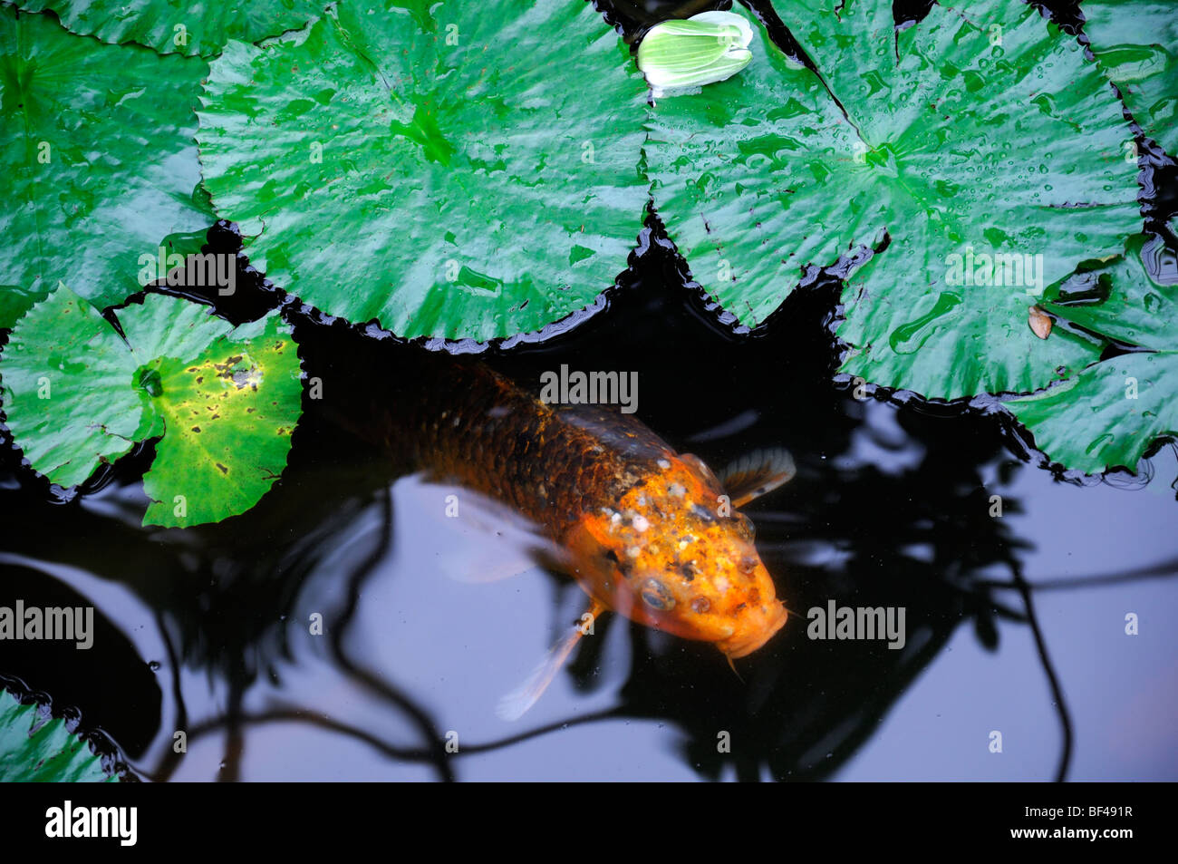 orange color colored koi carp in a small pond lily pads leaves garden ...