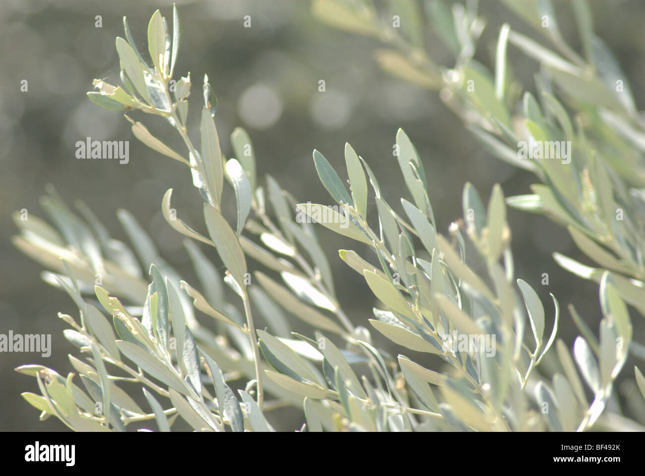 Olive tree leaves Stock Photo - Alamy