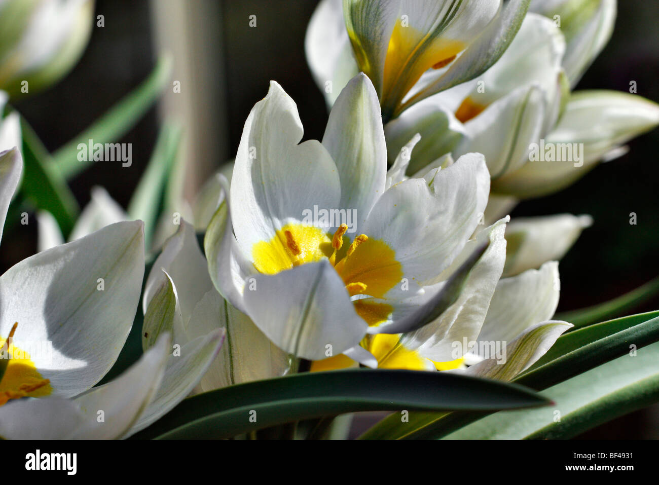 Biflora tulip tulipa biflora hi-res stock photography and images - Alamy