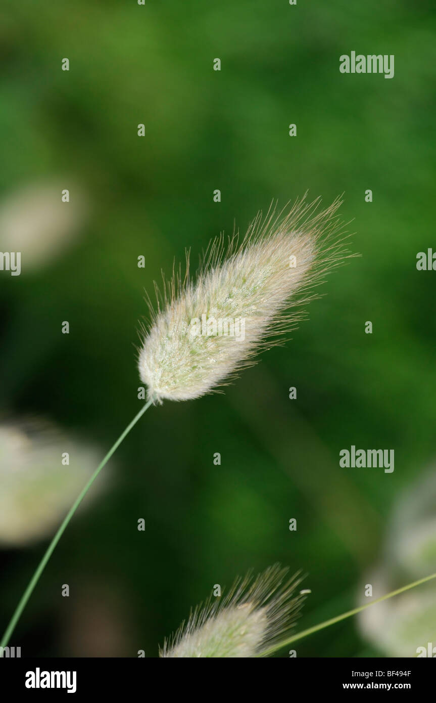 Lagurus ovatus Hares tail grass garden perennial grasses architectural ...